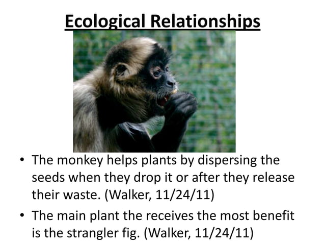 The ecology of_spider_monkeys | PPT