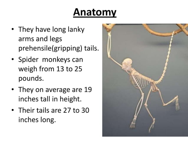 The ecology of_spider_monkeys | PPT
