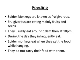 The ecology of_spider_monkeys | PPTX