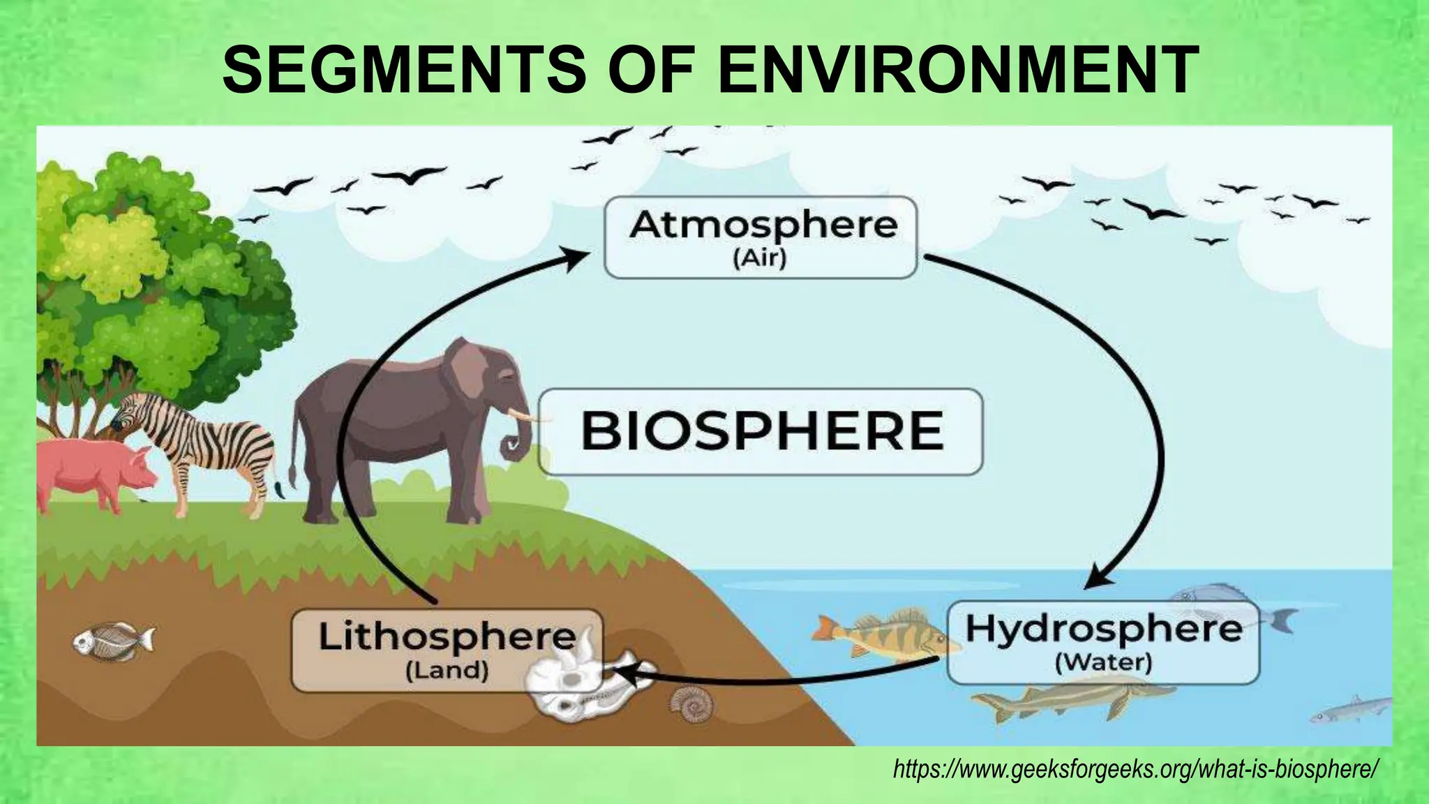 The Ecosystems of the Environment -.pptx