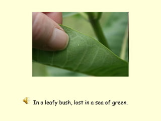 The eensy weensy caterpillar | PPT | Biological Sciences | Science