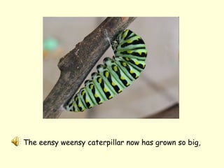 The eensy weensy caterpillar | PPT | Biological Sciences | Science