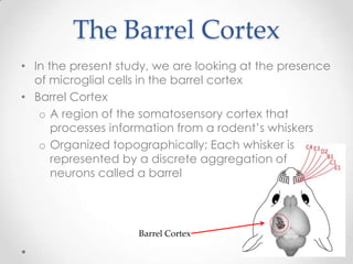 The Effect of Sensory Deprivation on the Density of M1 Microglia in the ...