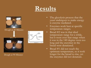 The Effect of Temperature on Bread Yeast | PPTX