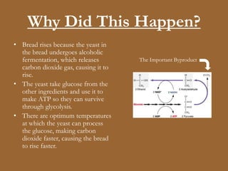 The Effect of Temperature on Bread Yeast | PPT