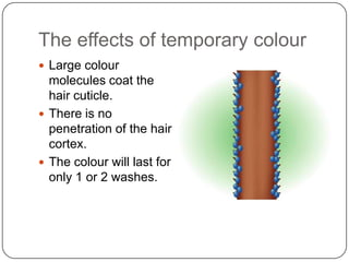 The effects of different colouring products on the | PPT