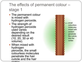 The effects of different colouring products week2 | PPTX