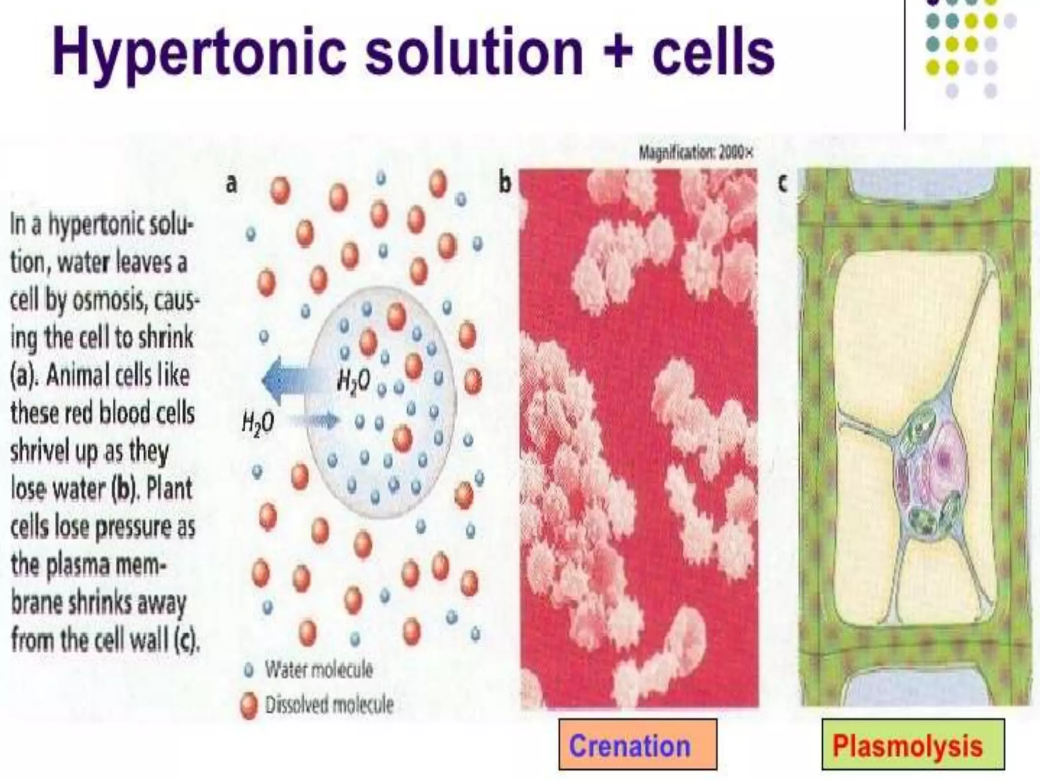 The effects of hypotonic, hypertonic and isotonic | PPTX