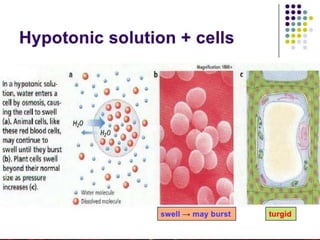 Hypotonic Diagram