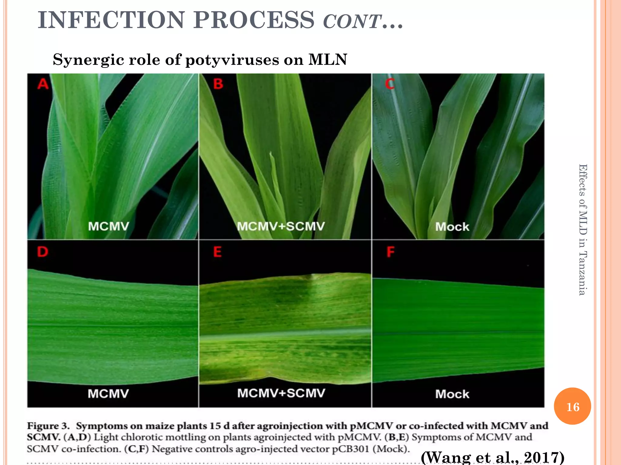The effects of maize lethal necrotic disease ( | PDF