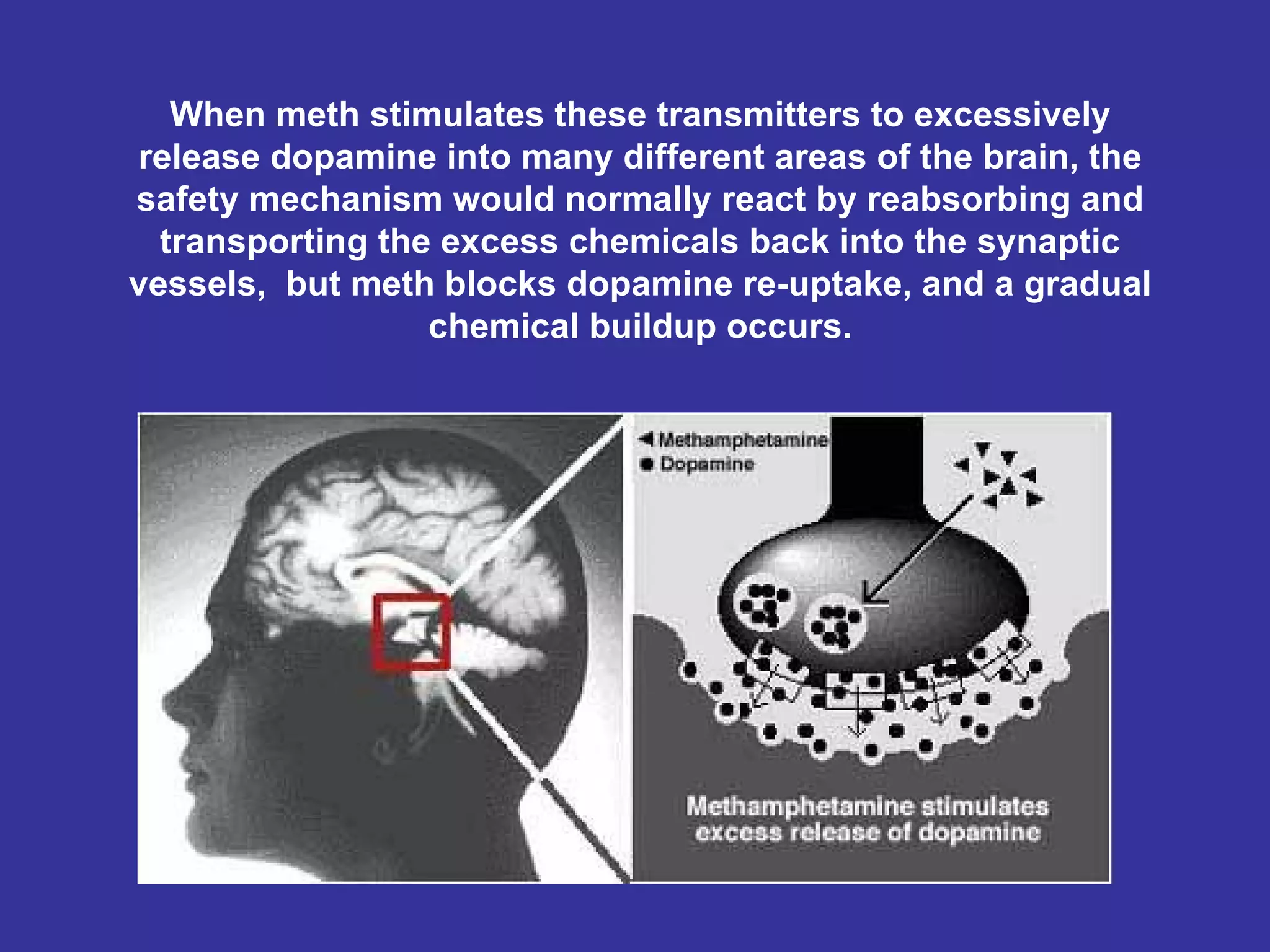 The Effects Of Methamphetamine On The Brain | PPT