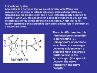 The Effects Of Methamphetamine On The Brain | PPT