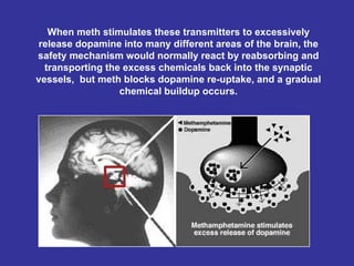 The Effects Of Methamphetamine On The Brain | PPT