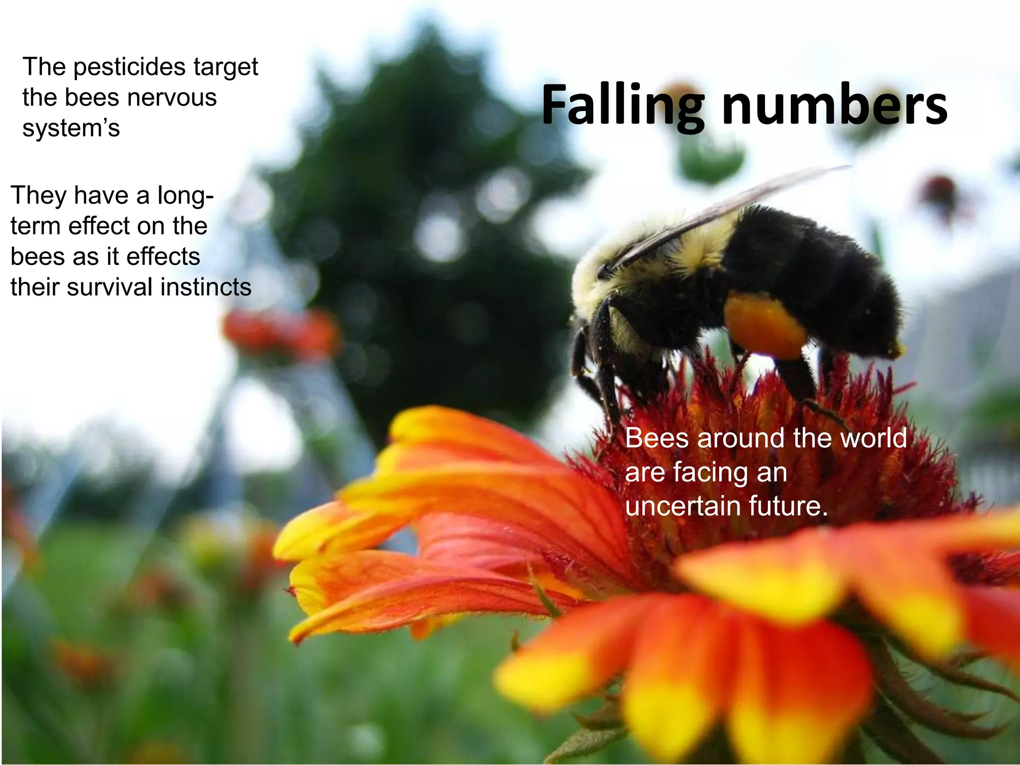 The effects of pesticides on bees | PPTX