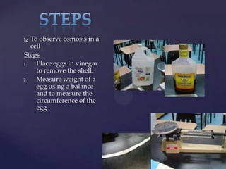 The egg osmosis experiment | PPT