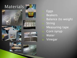 Egg Osmosis Experiment | PPTX