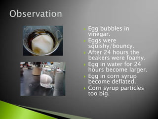 Egg Osmosis Experiment | PPTX