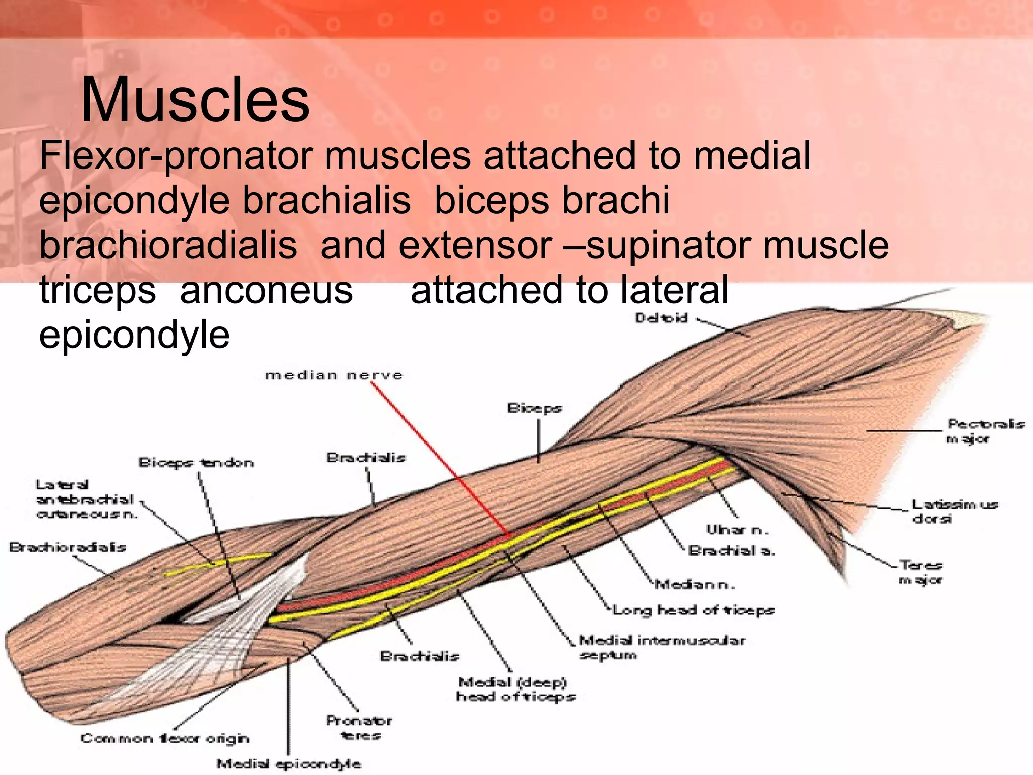 The elbow fracture | PPT