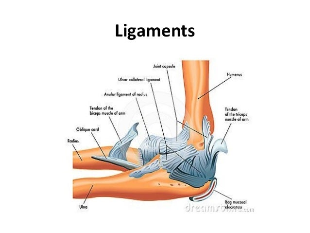 Radiology of the Elbow Joint. Dr. Sumit Sharma