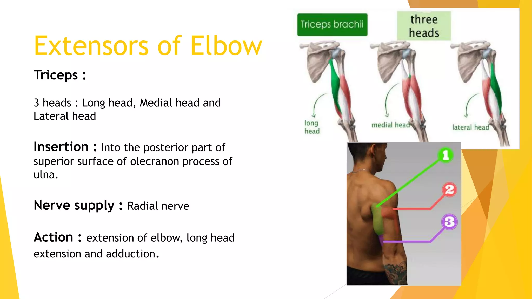 The elbow complex | PPTX