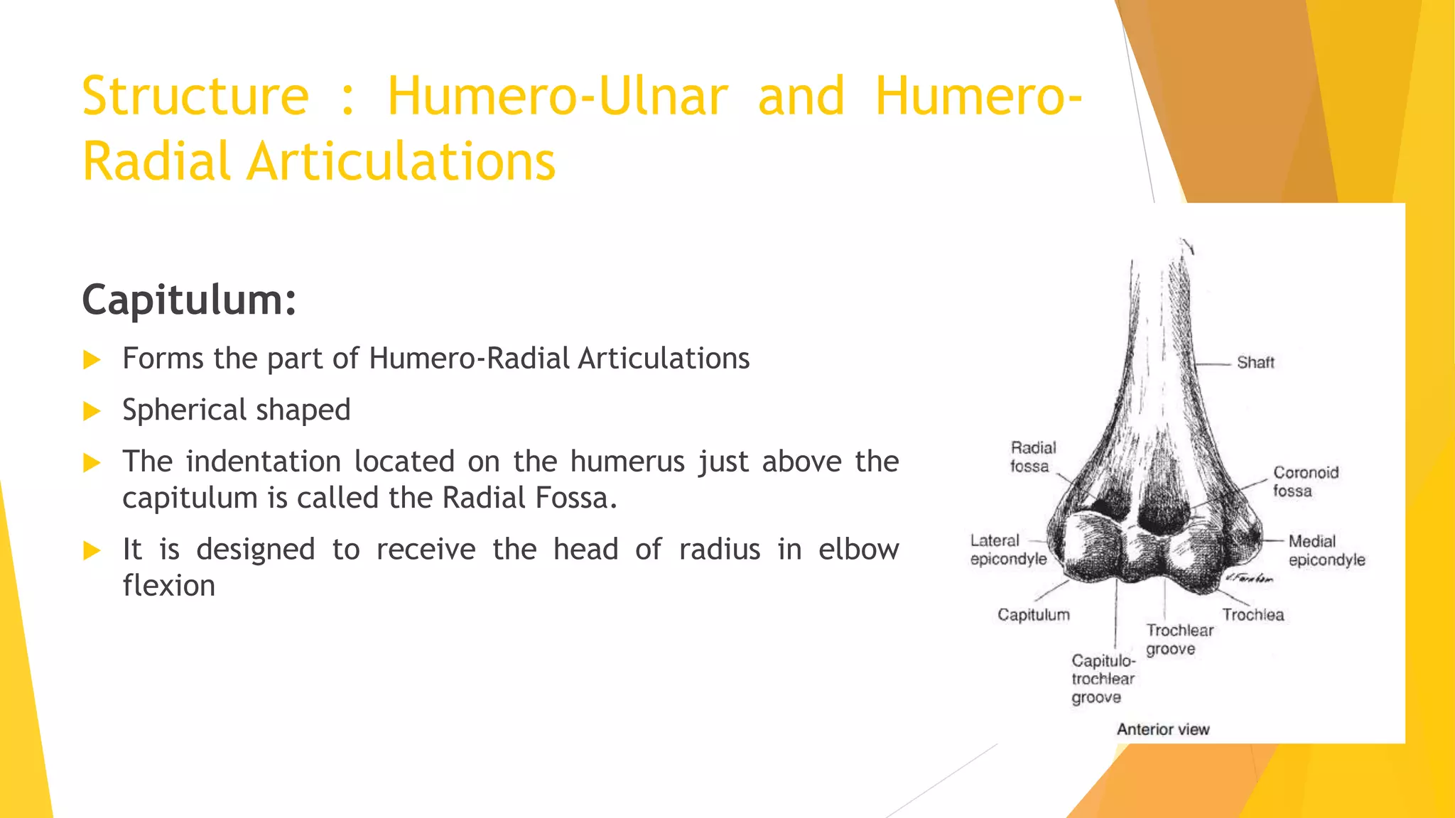 The elbow complex | PPTX