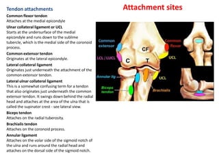 The elbow joint in concern of diagnostic imaging .pptx 1 | PPTX
