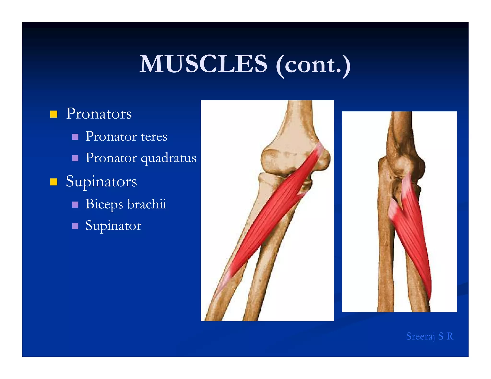 The Elbow, Examination | PDF