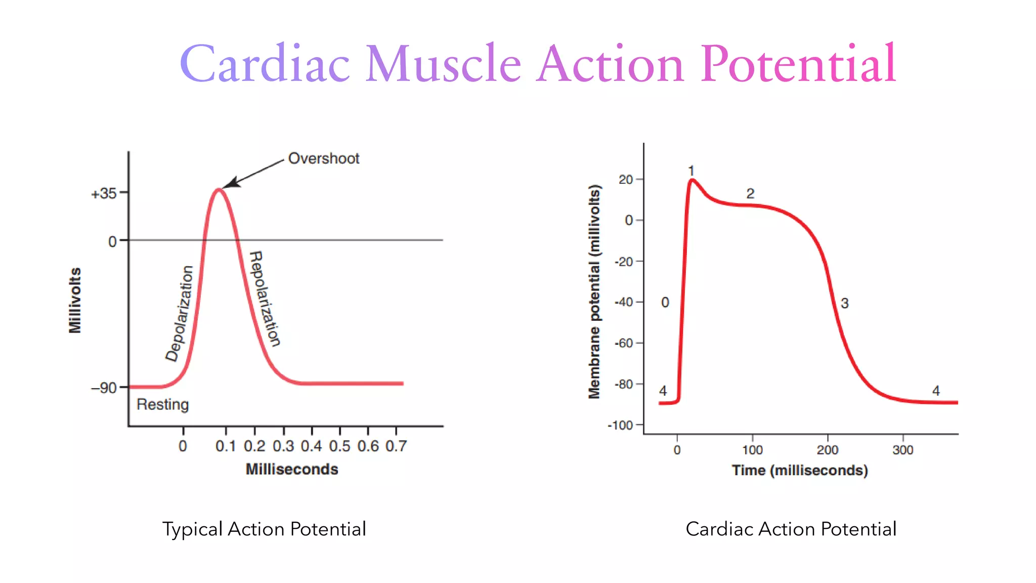 The Electrical and Mechanical Properties of Cardiac Muscle.pdf