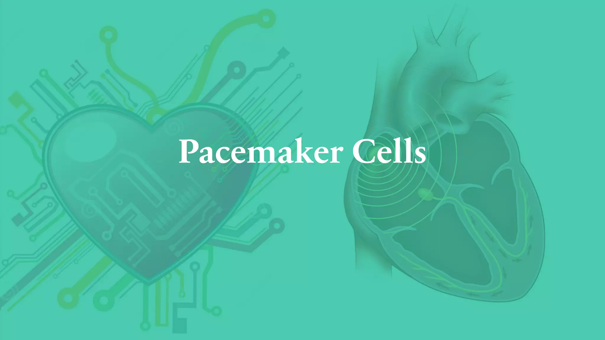 The Electrical and Mechanical Properties of Cardiac Muscle.pdf