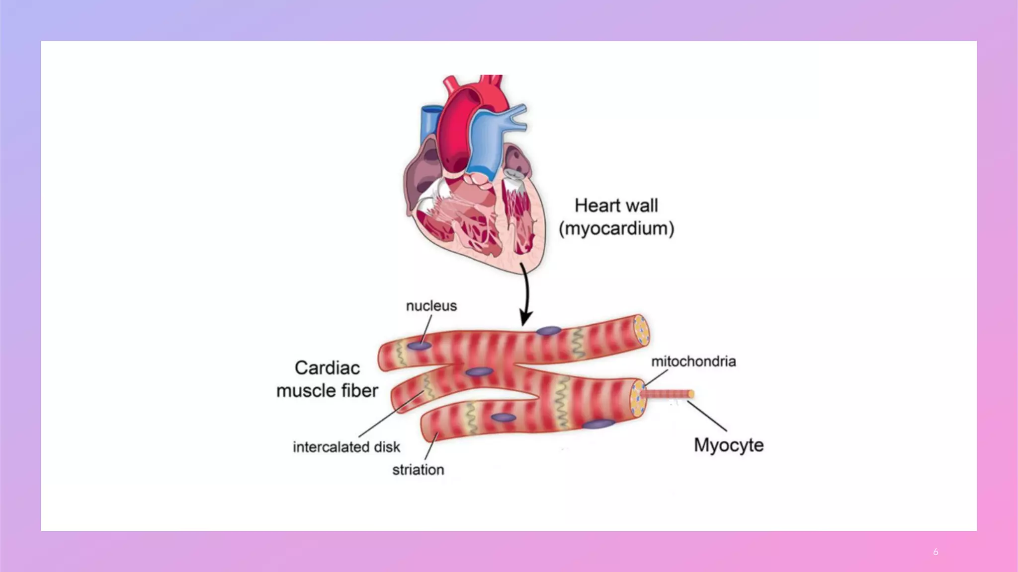 The Electrical and Mechanical Properties of Cardiac Muscle.pdf
