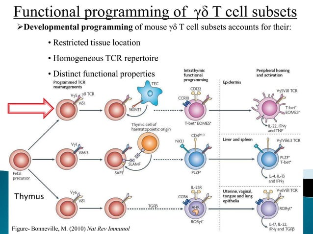The elusive role of γδ t cells | PPT