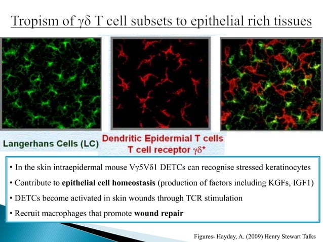 The elusive role of γδ t cells | PPT