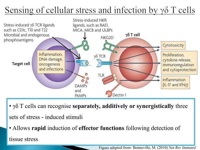 The elusive role of γδ t cells | PPT