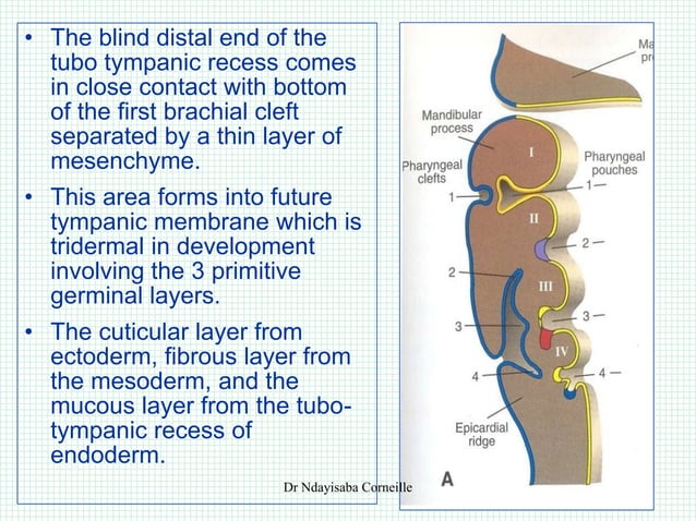 THE_EMBRYOLOGY_OF_HEAD_&_NECK[1].ppt