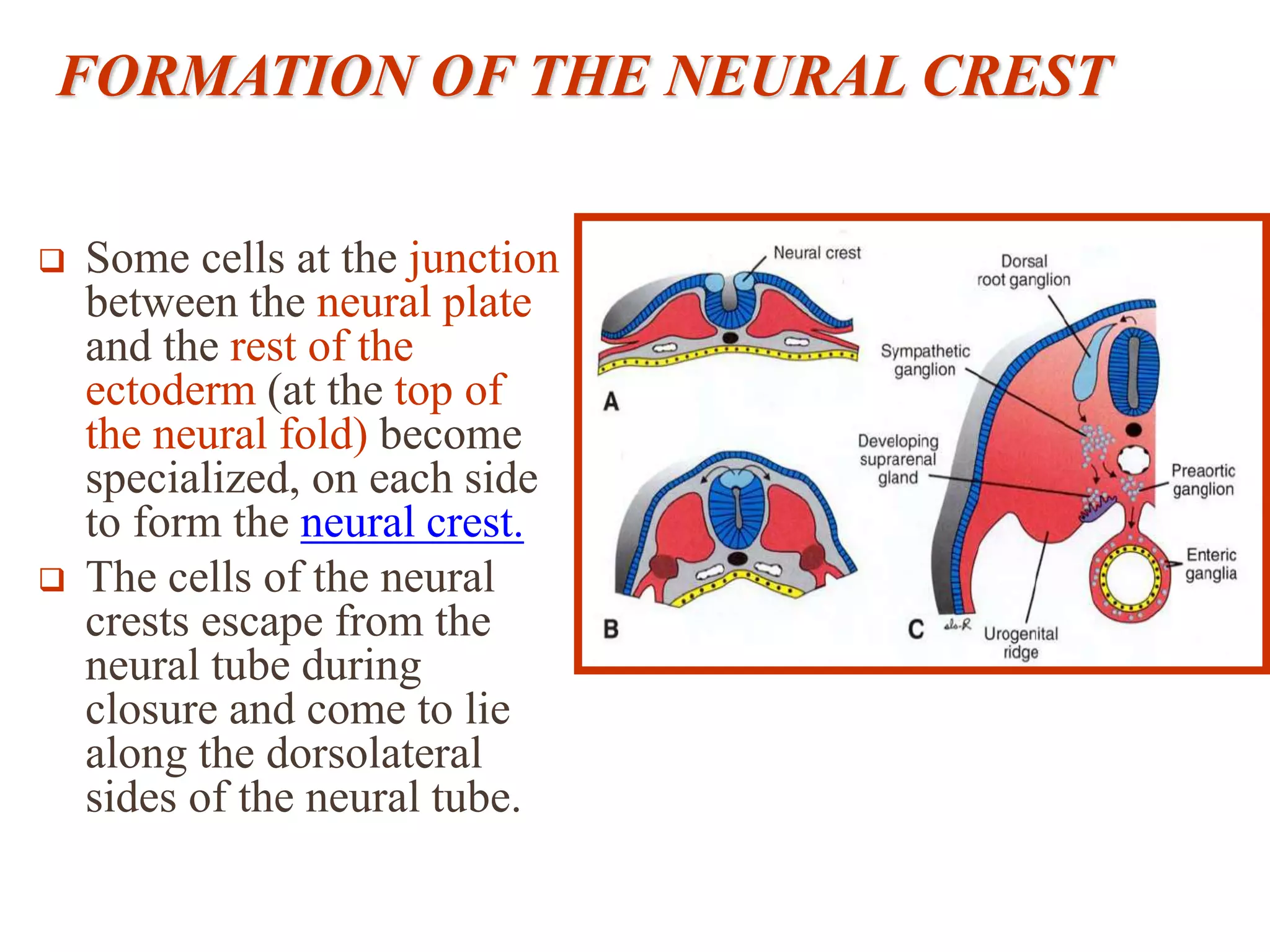 The_embryonic_(Organogenetic)_Period(3th_to_8th_weeks_).pptx