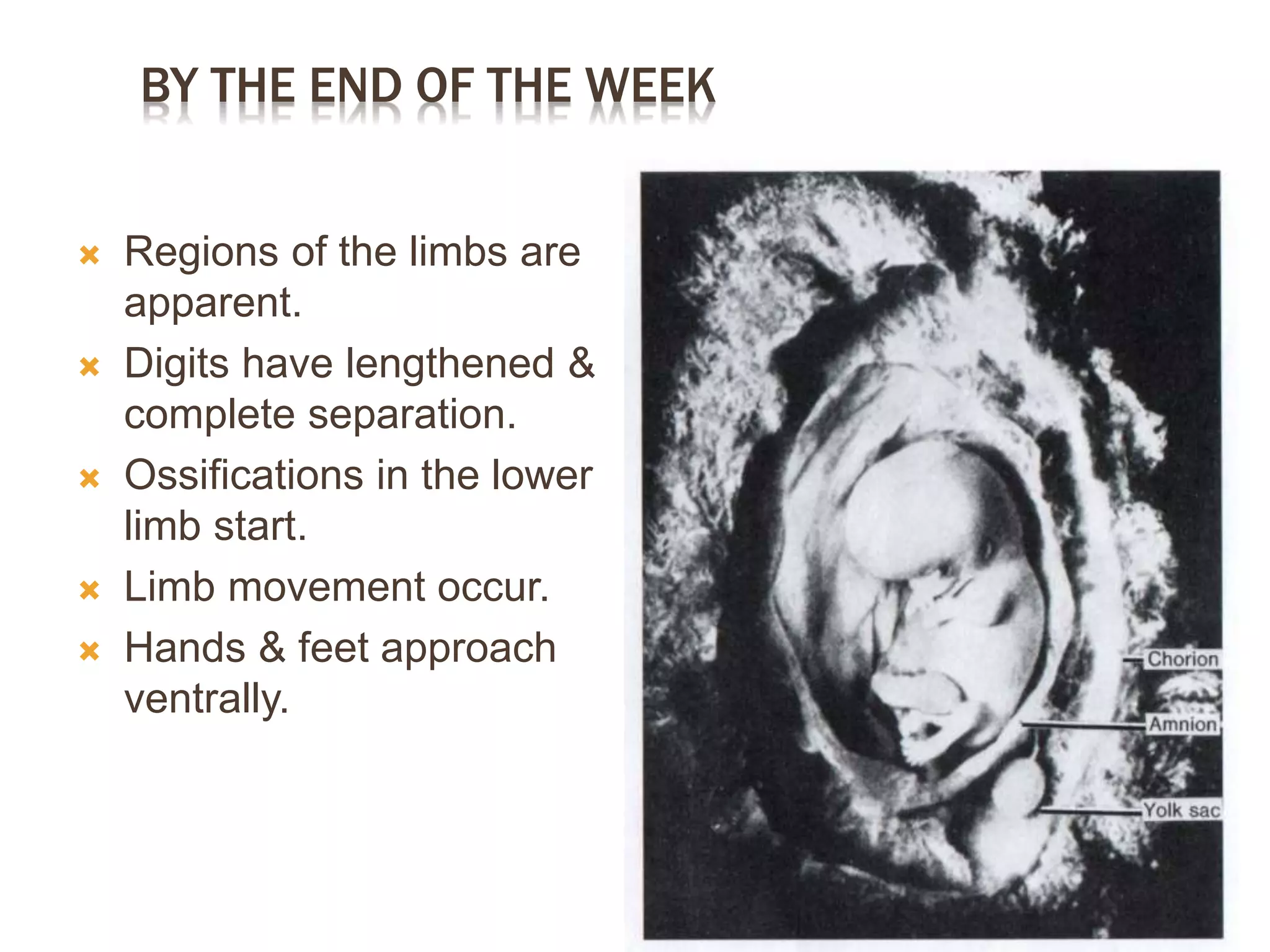 The_embryonic_(Organogenetic)_Period(3th_to_8th_weeks_).pptx