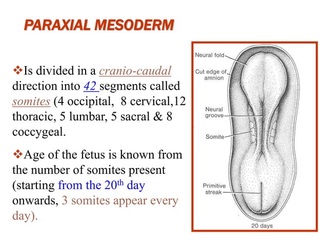 The_embryonic_(Organogenetic)_Period(3th_to_8th_weeks_).pptx