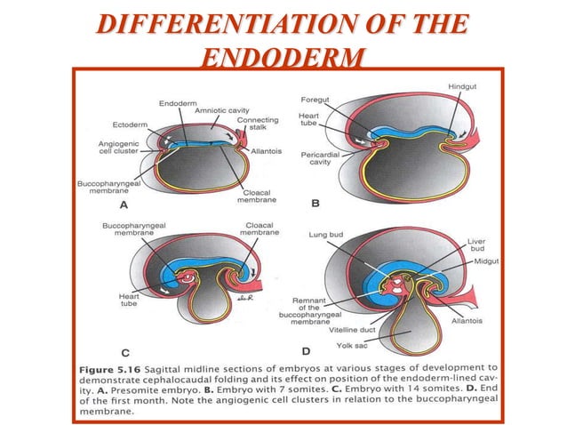 The_embryonic_(Organogenetic)_Period(3th_to_8th_weeks_).pptx