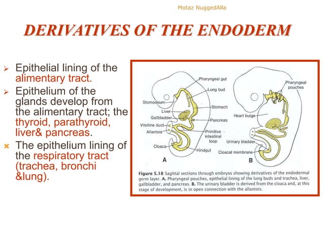 The_embryonic_(Organogenetic)_Period(3th_to_8th_weeks_).pptx