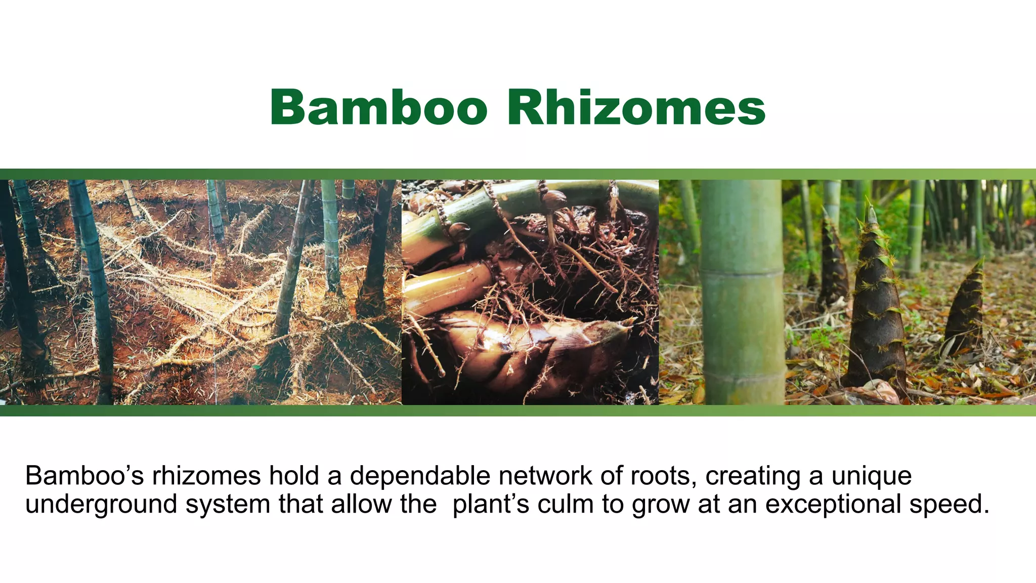 The emergence of bamboo building materials | PDF