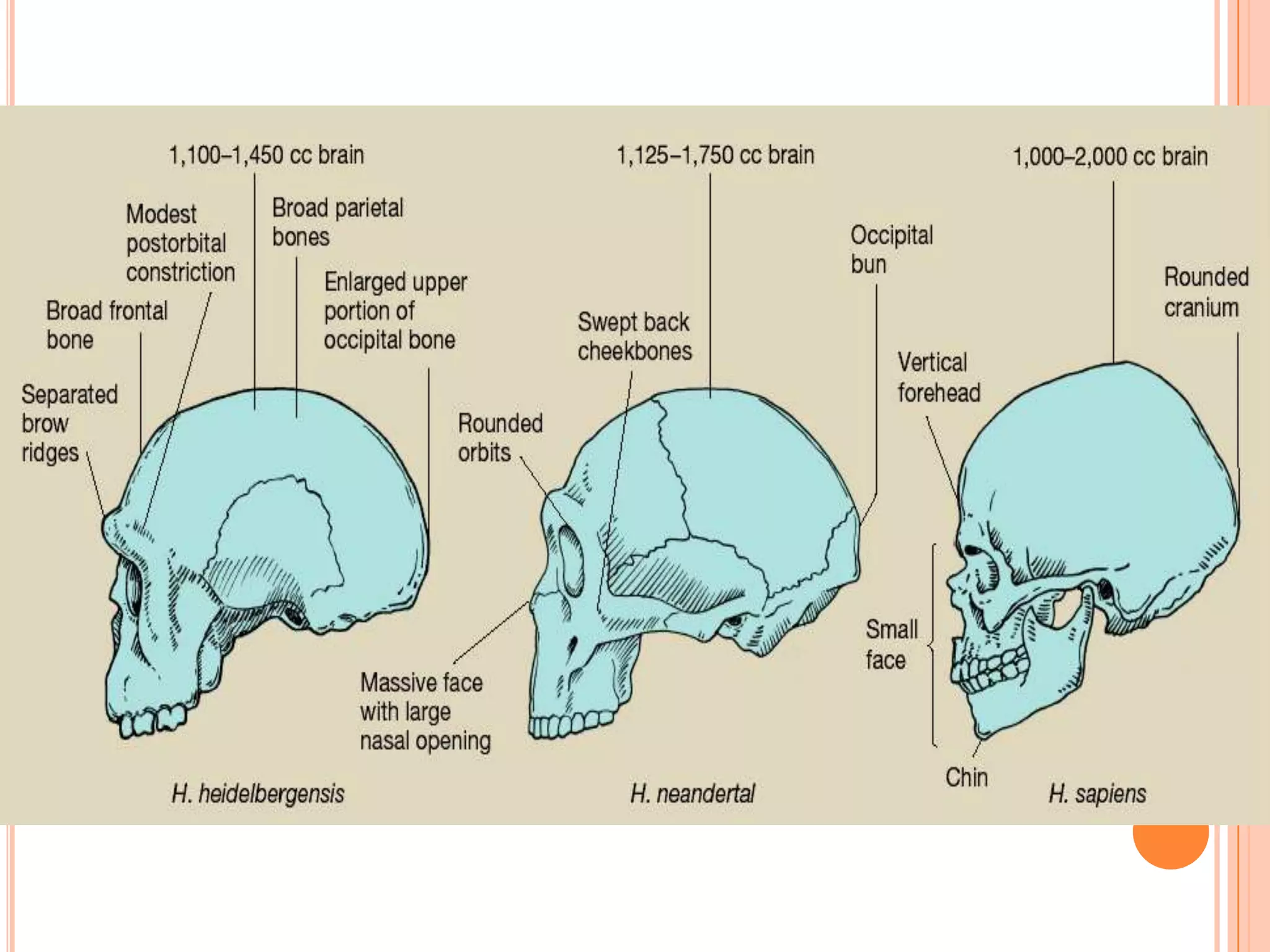 The Emergence Of Homo Sapiens | PPTX