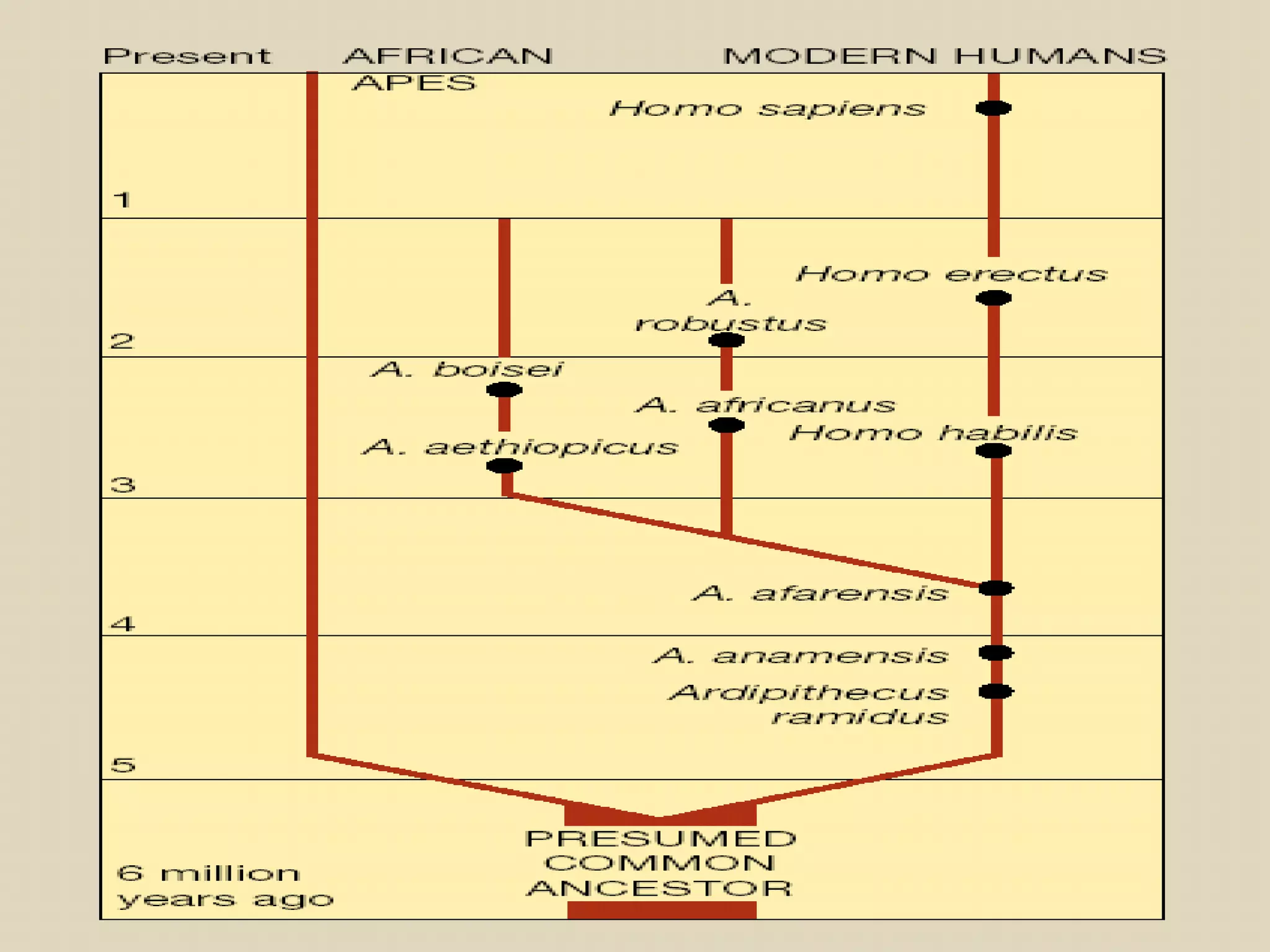 The emergence of homo sapiens | PPTX