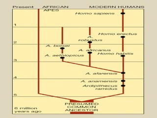 The emergence of homo sapiens | PPTX