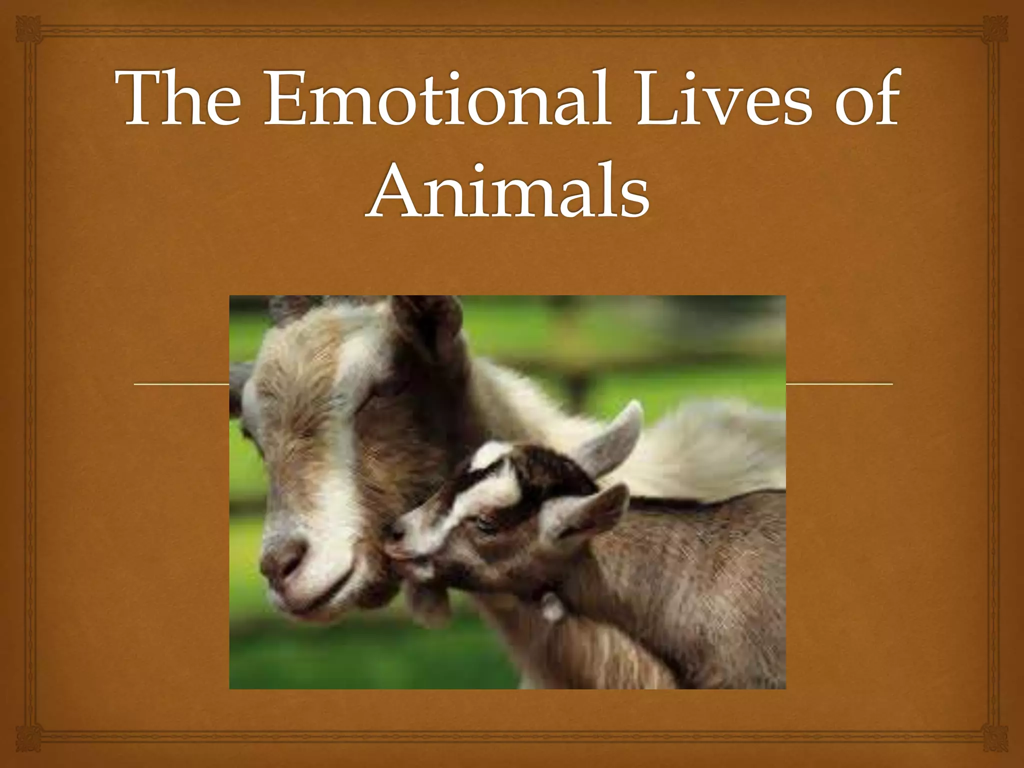 The Emotional Lives of Animals – Adrenalin Junkie Orangutans and ...