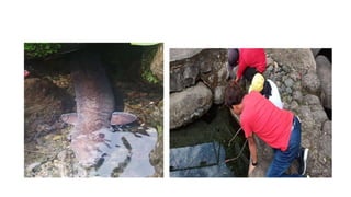 THE ENCHANTED EEL OF CAGUBATAN, TADIAN.pptx