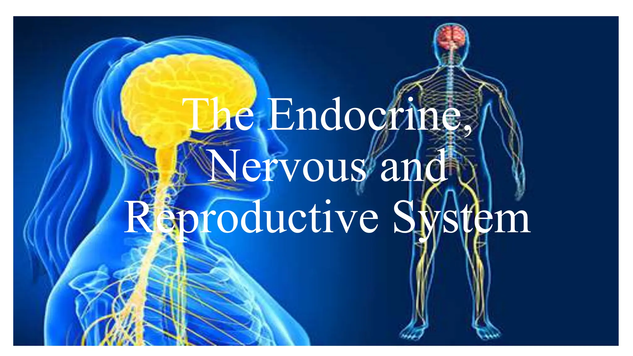 The Endocrine, Nervous and Reproductive System.pptx