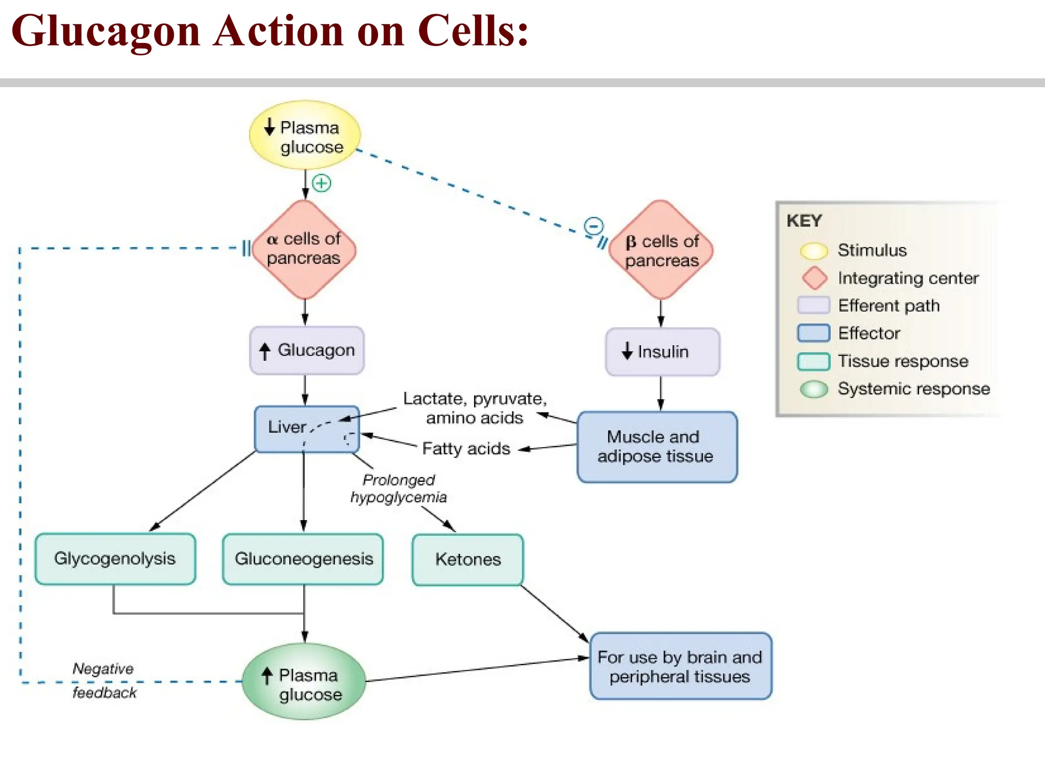 The Endocrine Pancreas and its functions.ppt