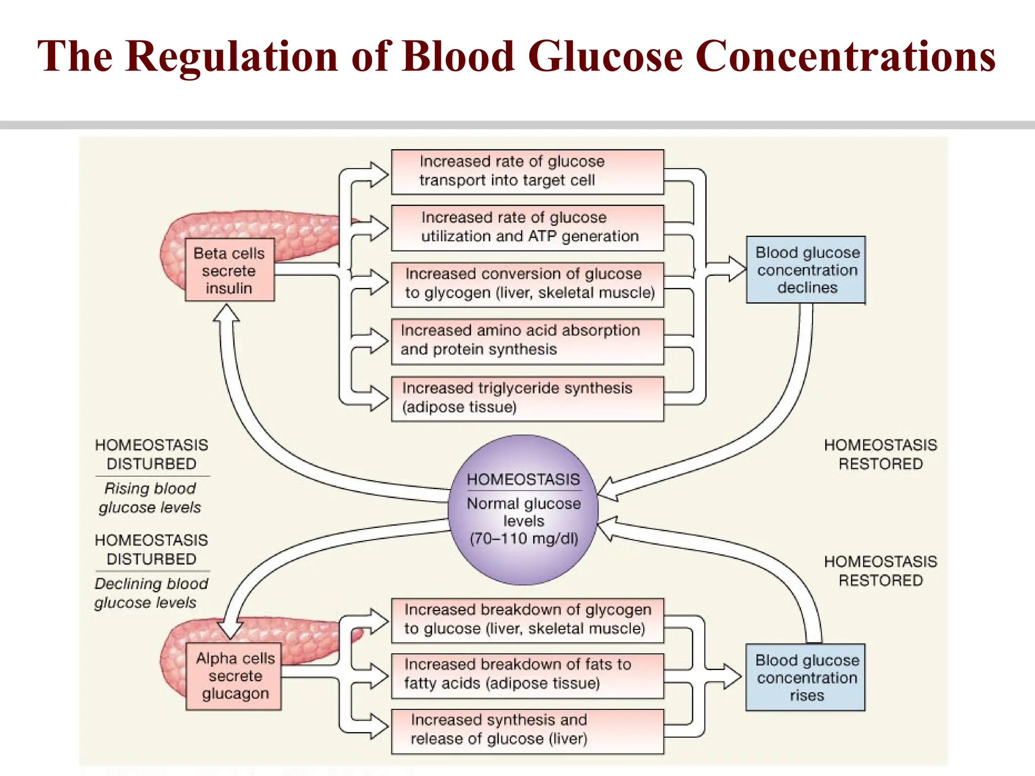 The Endocrine Pancreas and its functions.ppt