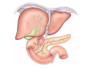 The Endocrine Pancreas notes for medical .ppt