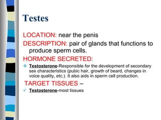 The endocrine system | PPT